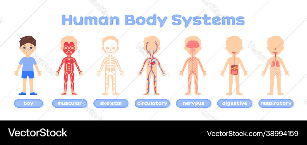 Human Body Systems Poster - Cartoon Style – Royalty-Free Vector ...