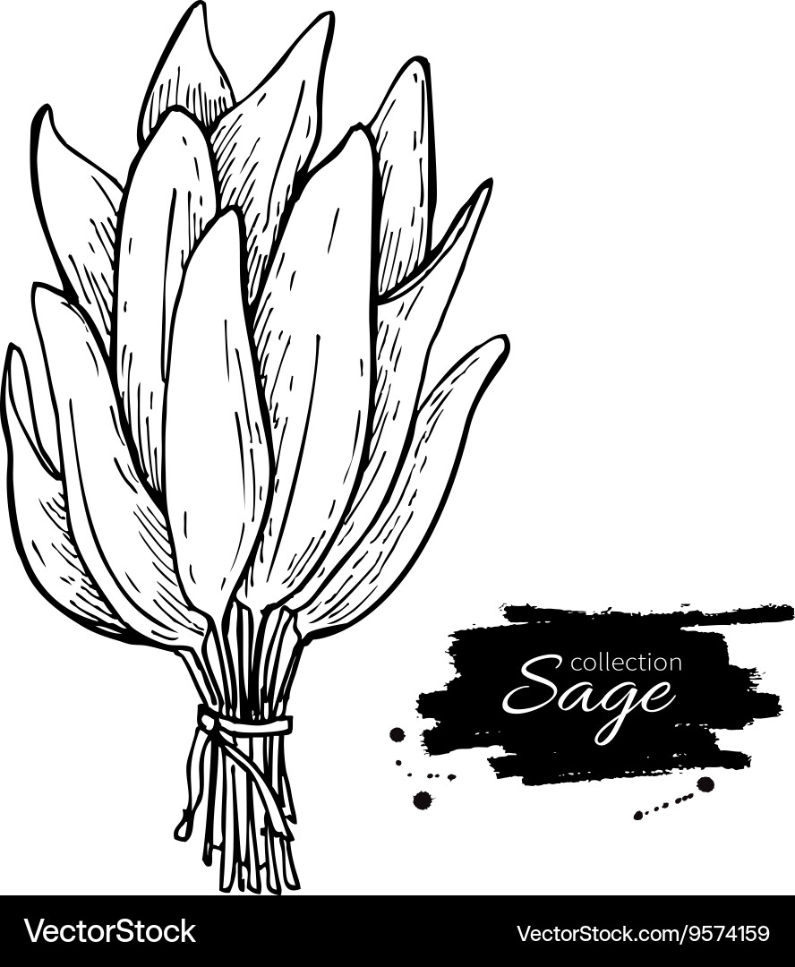 Sage bunch drawing isolated leaves Royalty Free Vector Image