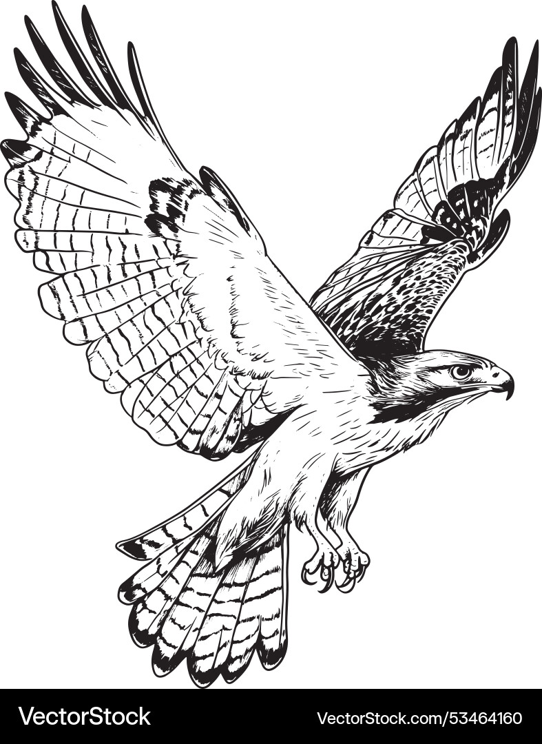 Black and white of a red-tailed hawk Royalty Free Vector