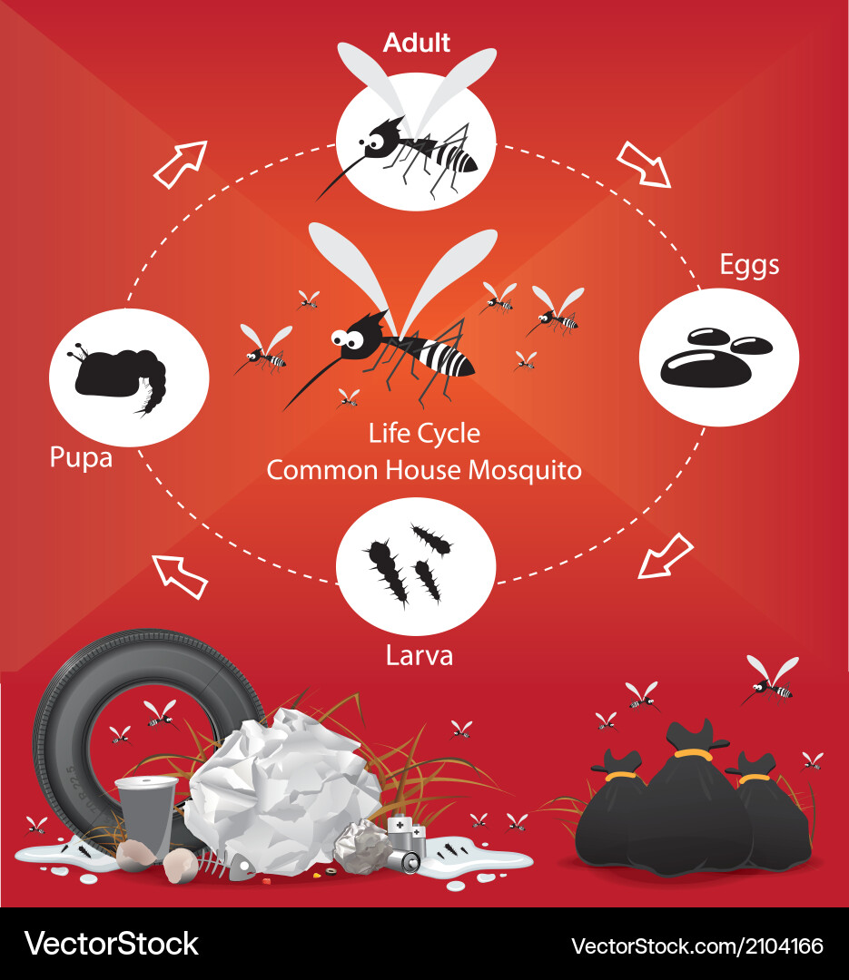 Mosquito Life Cycle Stages Royalty Free Vector Image