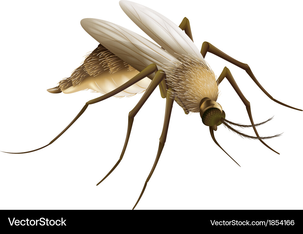 Mosquito Royalty Free Vector Image - VectorStock