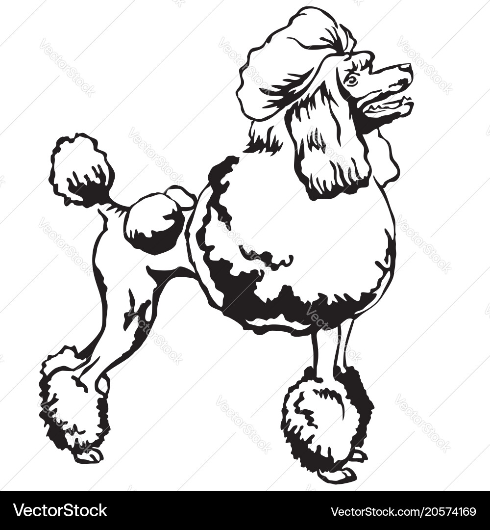 Decorative standing portrait of poodle Royalty Free Vector