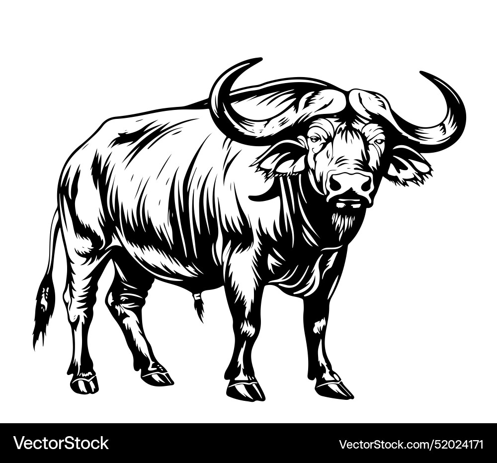 African buffalo hand drawn sketch Royalty Free Vector Image