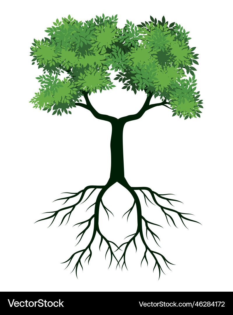 Fresh green tree with leaves and roots outline Vector Image