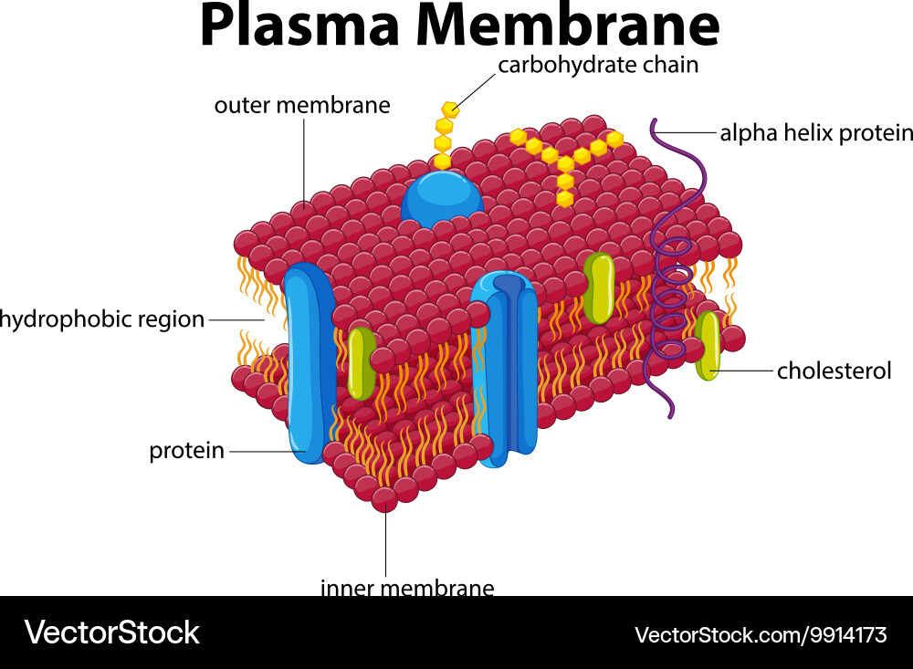 Plasma Membrane Structure Diagram Royalty Free Vector Image