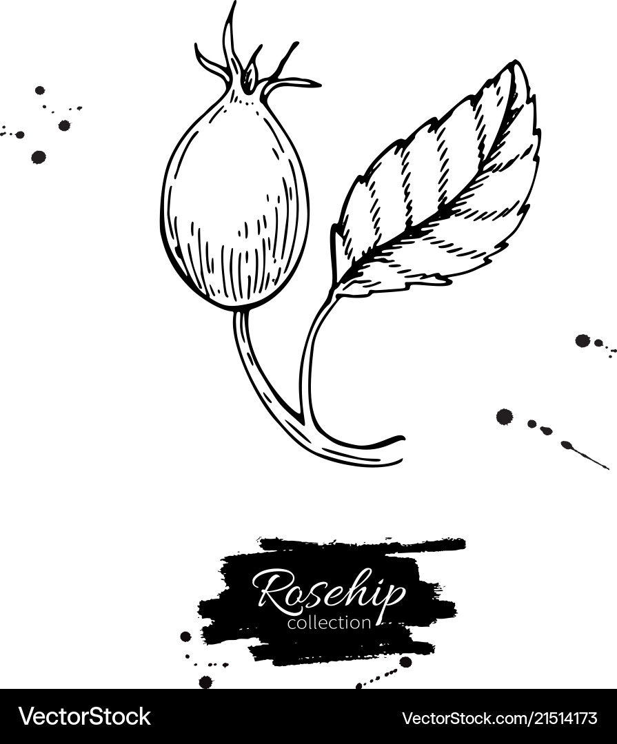 Rosehip drawing isolated berry branch Royalty Free Vector