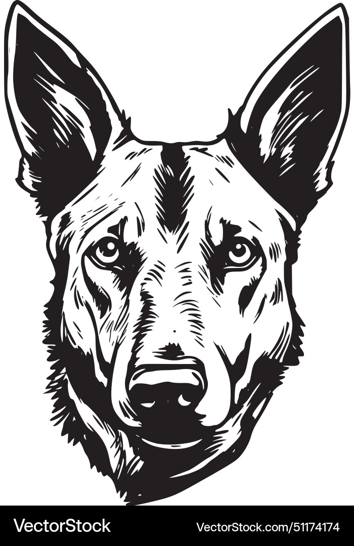 Australian kelpie - high quality logo ideal Vector Image