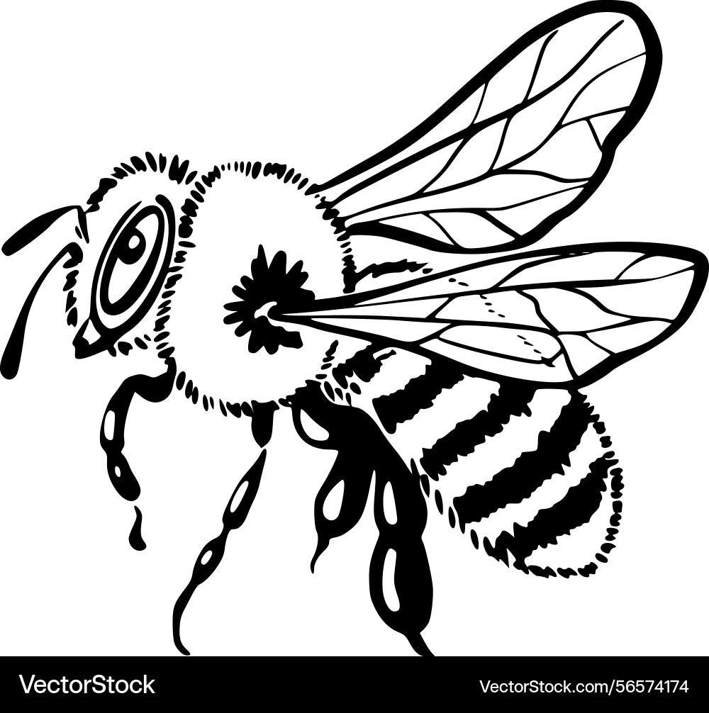 Bee drawing on white background Royalty Free Vector Image