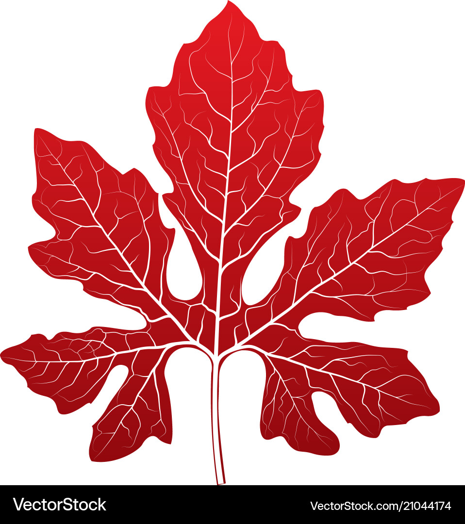 Red leaf Royalty Free Vector Image - VectorStock
