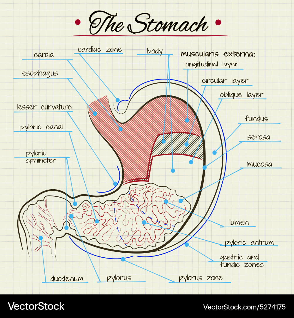 Stomach Anatomy Diagram – Royalty-Free Vector | VectorStock