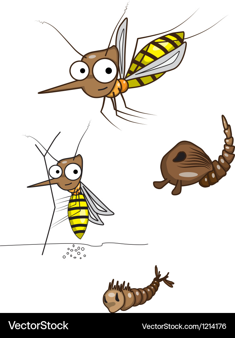 Life cycle of the mosquito Royalty Free Vector Image