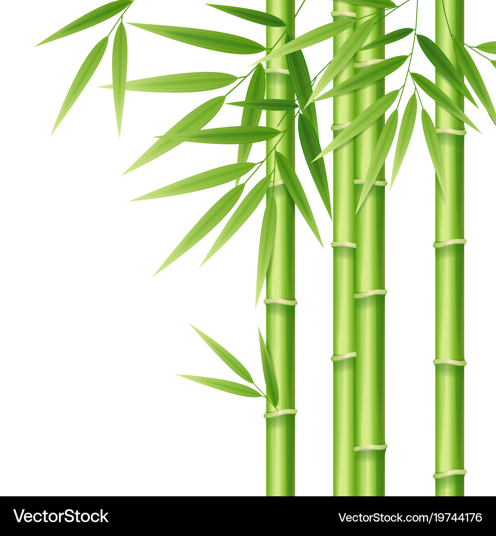 Realistic 3d detailed bamboo shoots Royalty Free Vector