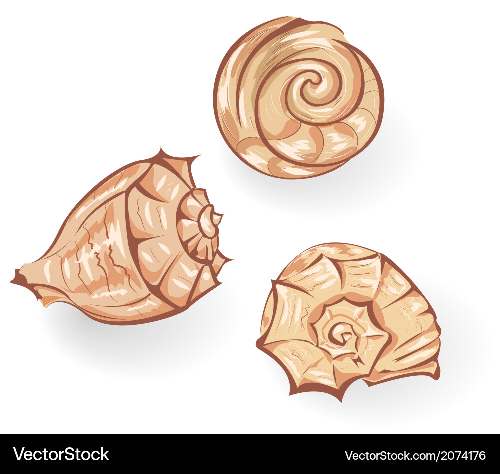 Sea seashells Royalty Free Vector Image - VectorStock