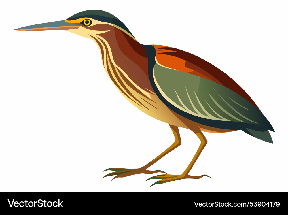 Bittern on white background l Royalty Free Vector Image