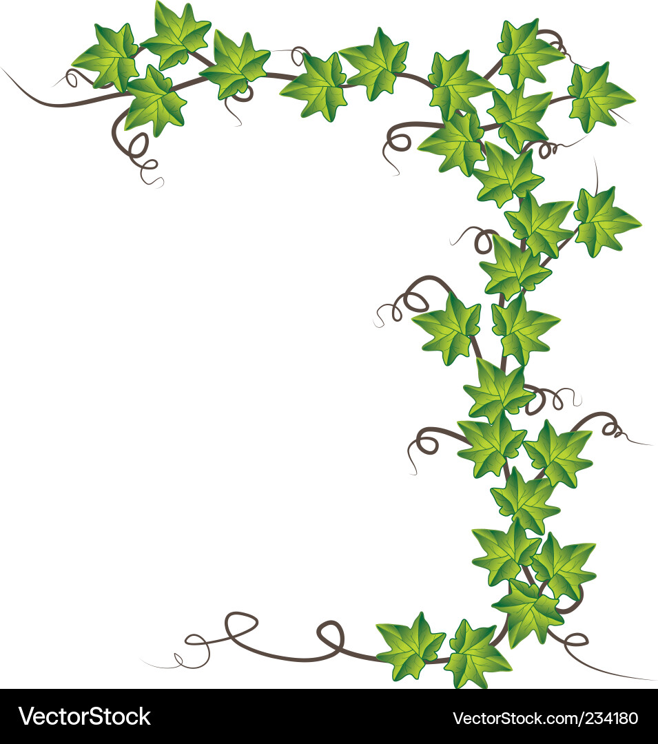 Green ivy Royalty Free Vector Image - VectorStock