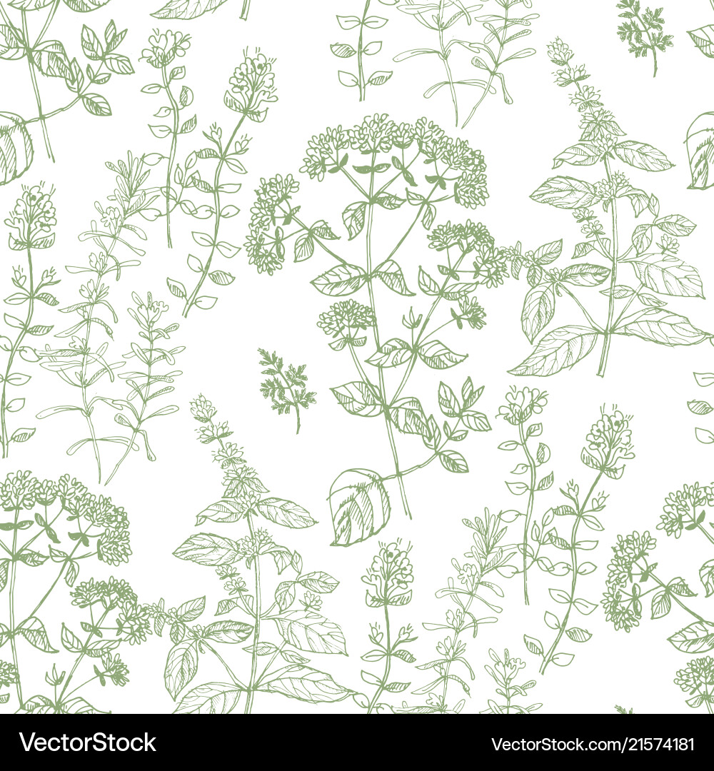 Hand drawn herbal sketch seamless pattern Vector Image