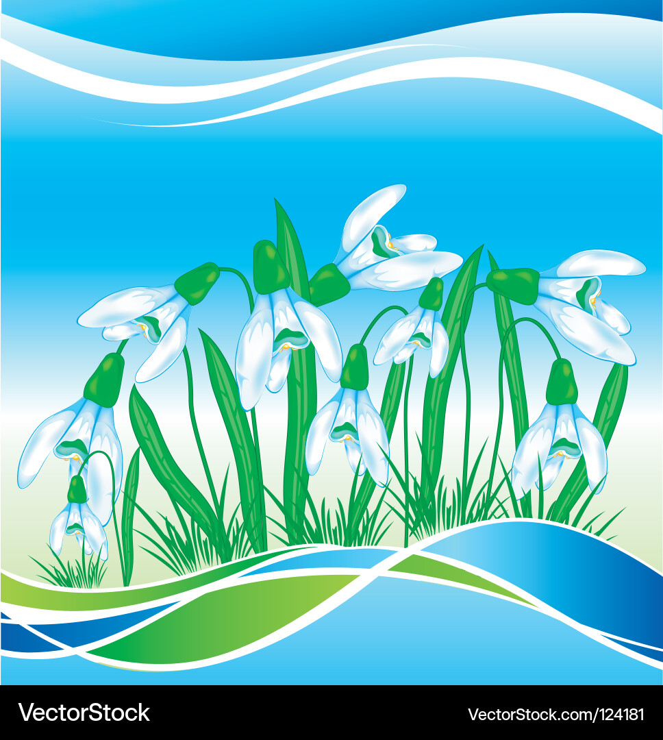 Snowdrops Royalty Free Vector Image - VectorStock