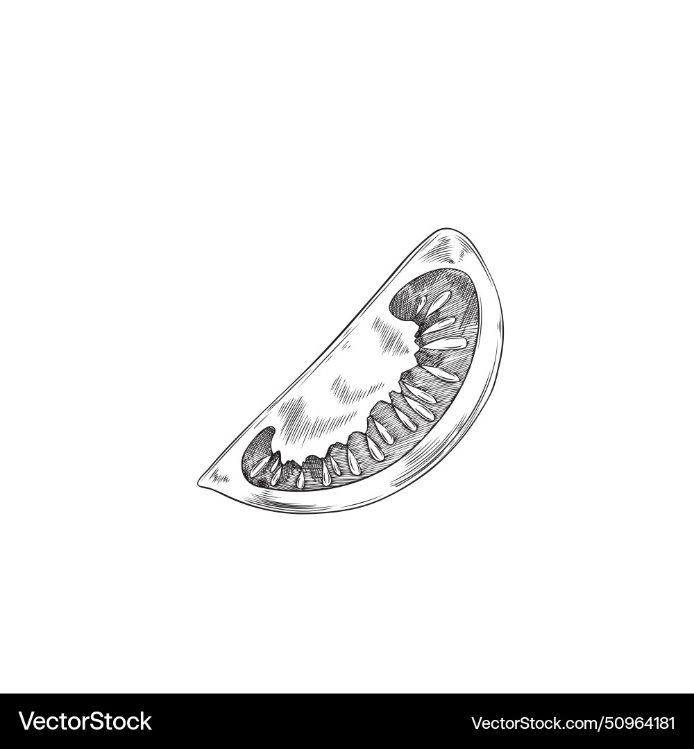 Tomato slice line art Royalty Free Vector Image