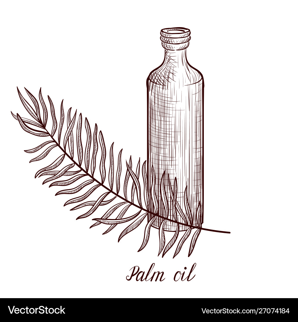 Drawing palm oil Royalty Free Vector Image - VectorStock
