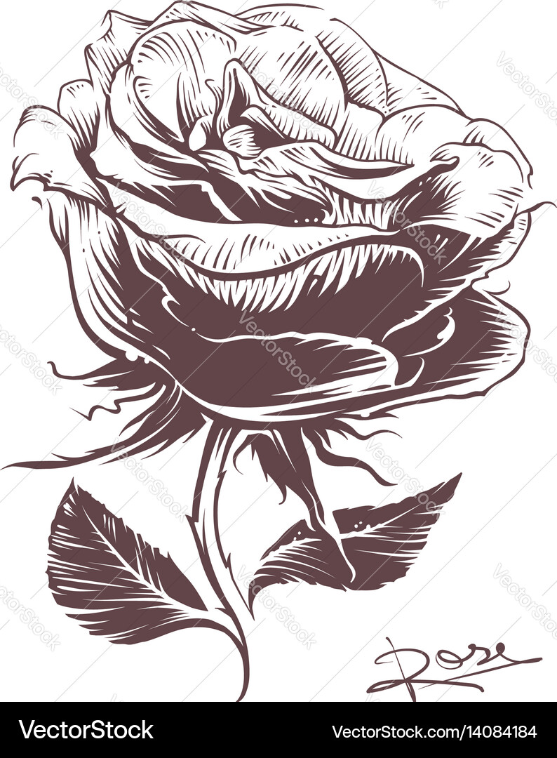 Hand drawn rose Royalty Free Vector Image - VectorStock