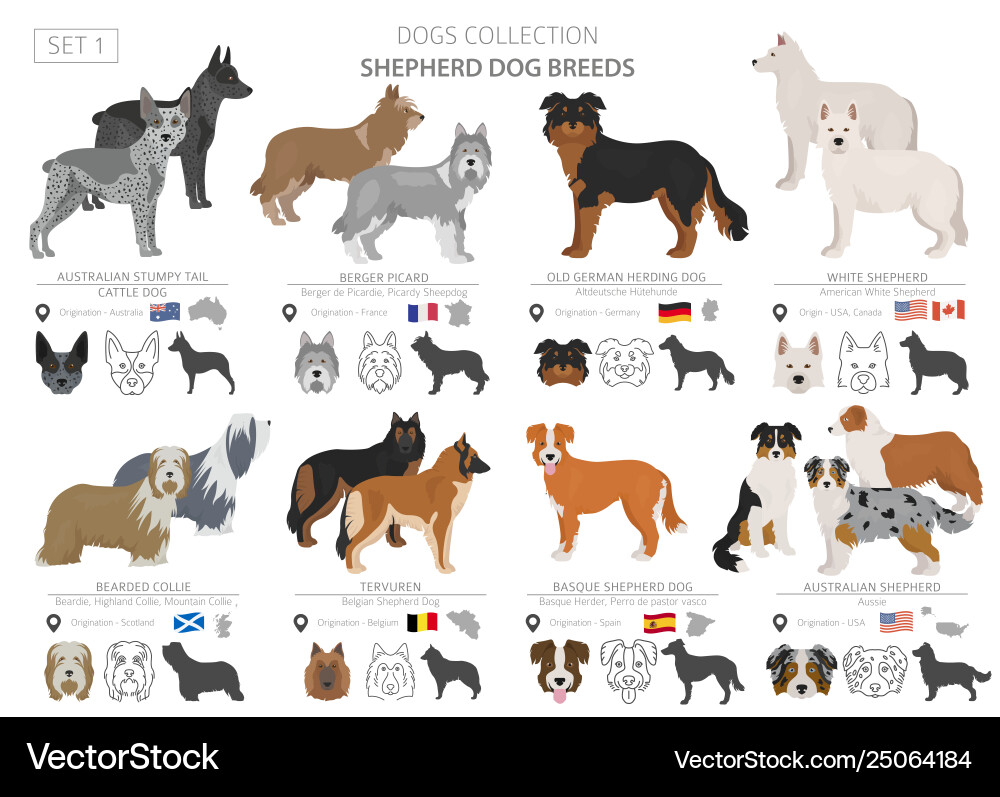 Shepherd Dog Breed Collection Royalty Free Vector Image
