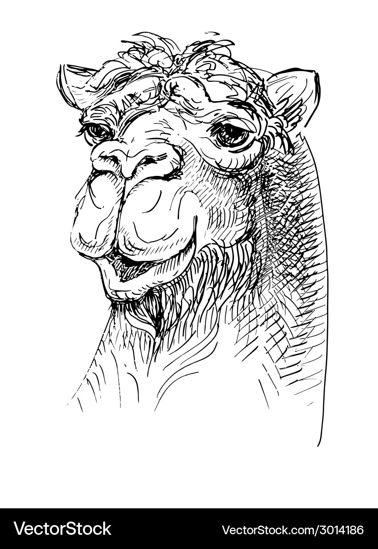 Artwork camel sketch black and white drawing Vector Image