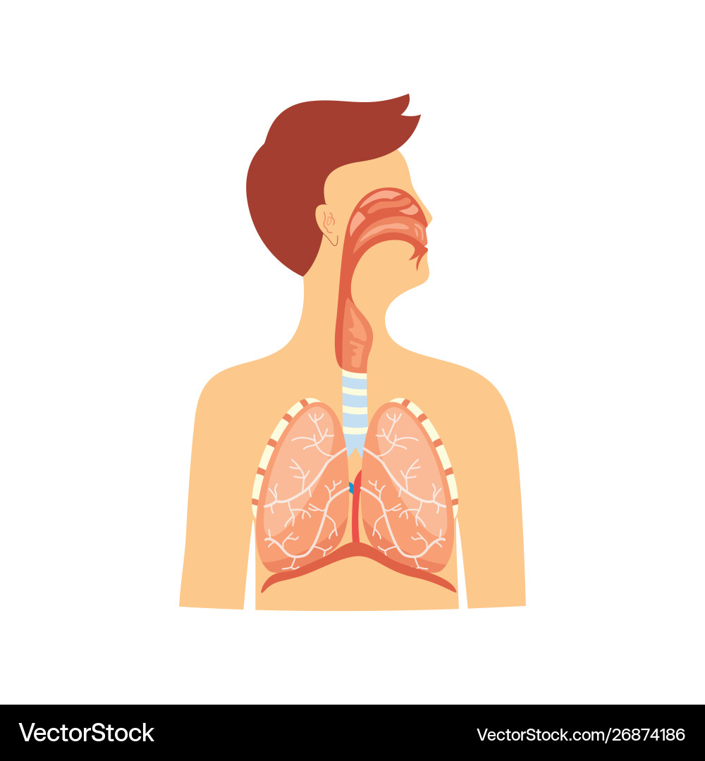 Respiratory System Anatomy Diagram Royalty Free Vector Image