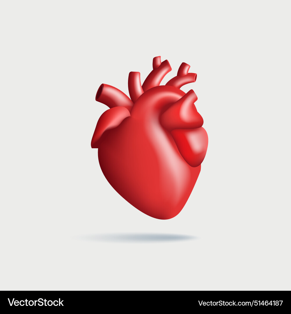 3d realistic human heart anatomically correct Vector Image
