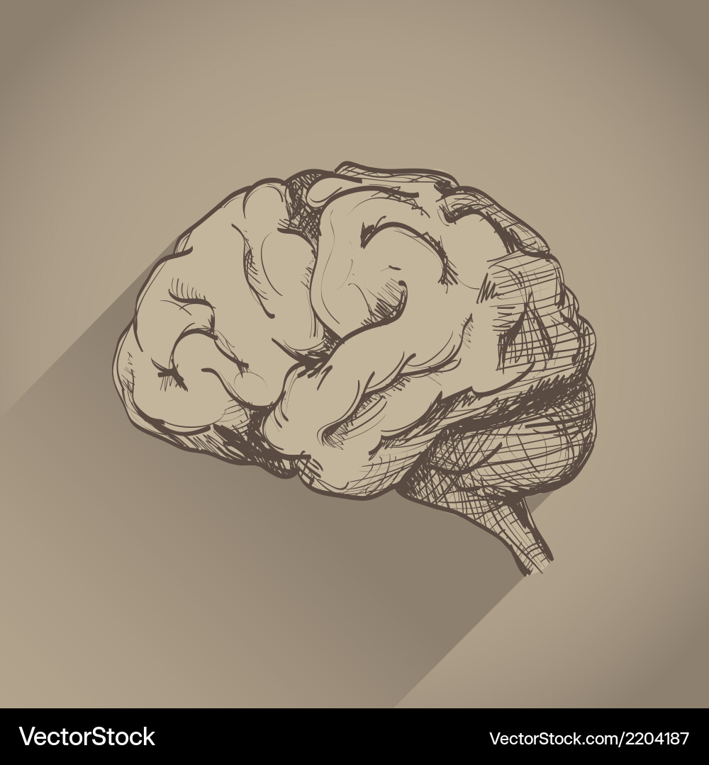 Human brain Royalty Free Vector Image - VectorStock