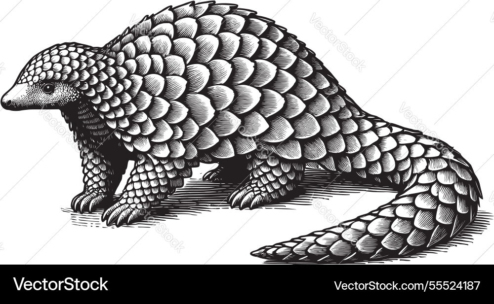 Pangolin Royalty Free Vector Image - VectorStock