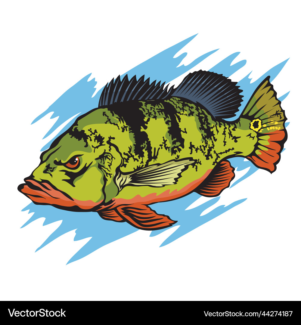 Peacock bass fish Royalty Free Vector Image - VectorStock