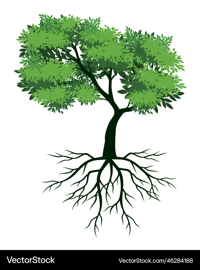 Elegant Green Tree with Roots Royalty Free Vector Image