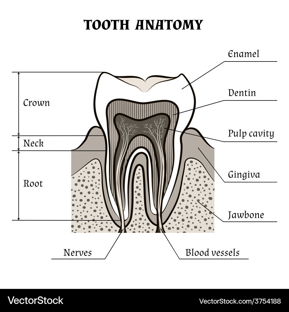Tooth anatomy Royalty Free Vector Image - VectorStock