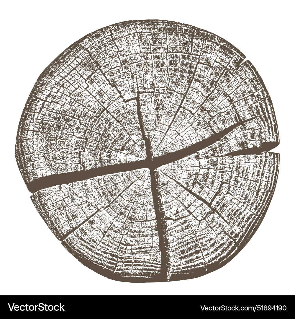 Wood texture cross section of tree rings Vector Image