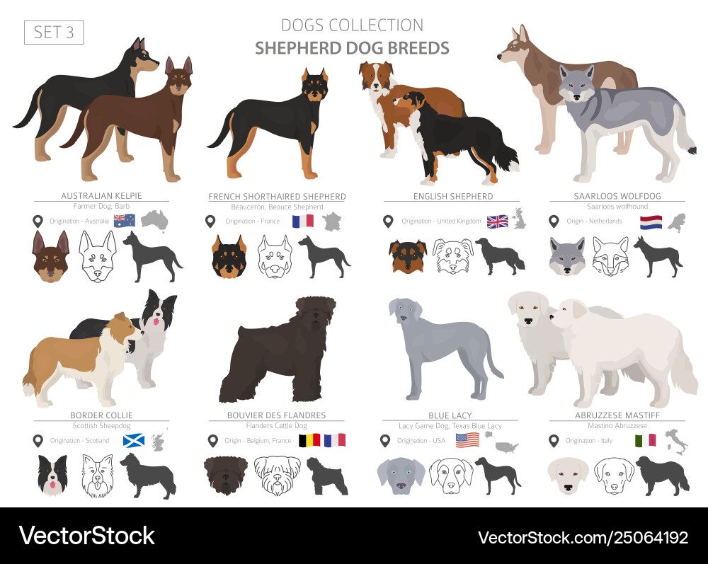 Herding Dog Breed Collection Royalty Free Vector Image
