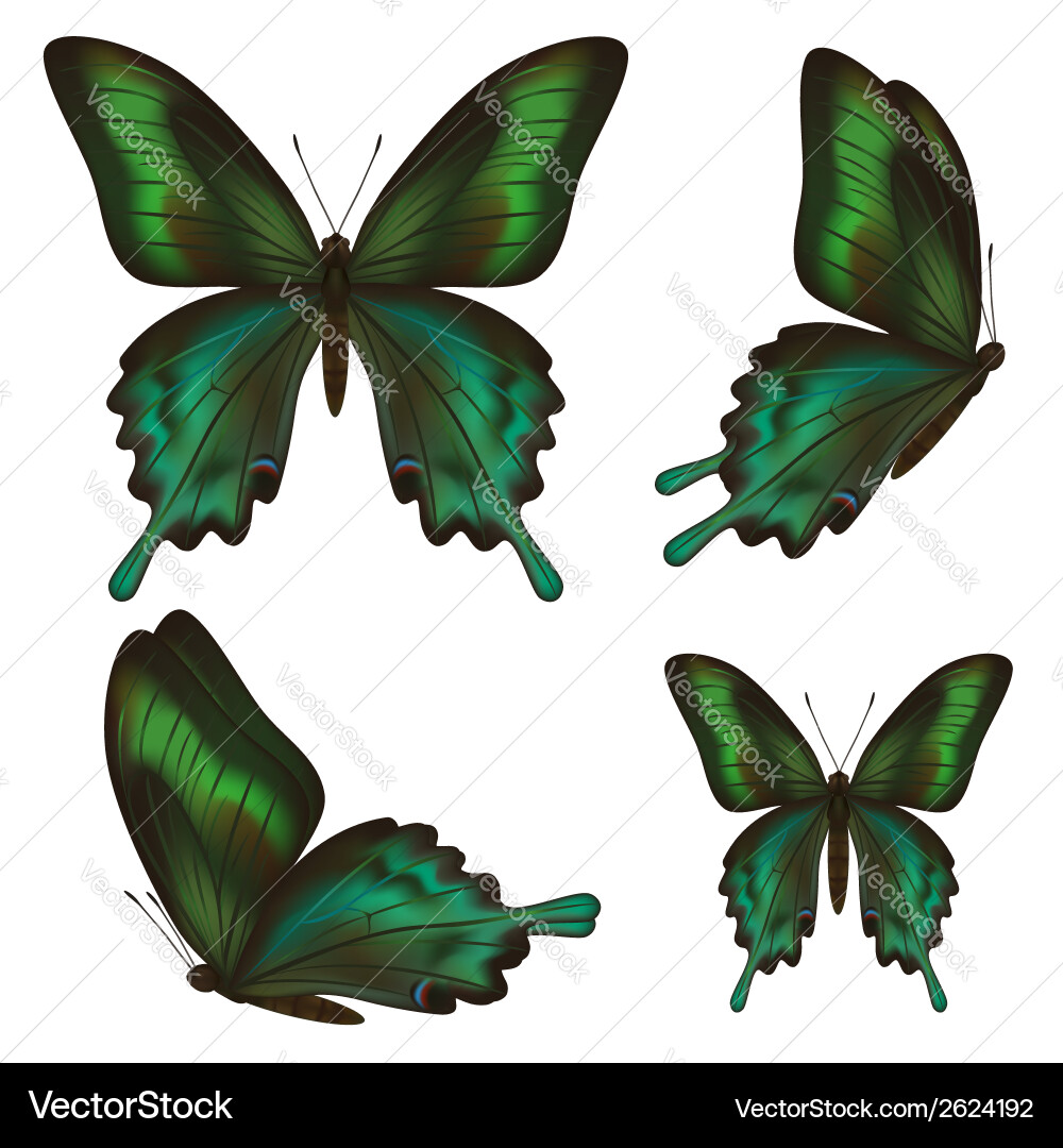 Set of realistic green butterfly Royalty Free Vector Image
