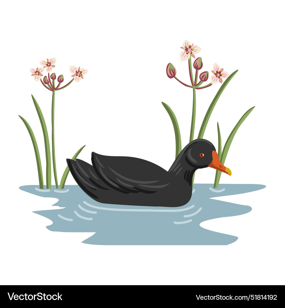 Swamp Chicken in Wetland Royalty Free Vector Image