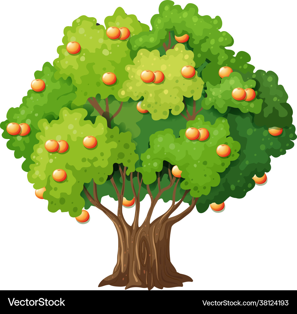 Orange fruit tree in cartoon style isolated Vector Image