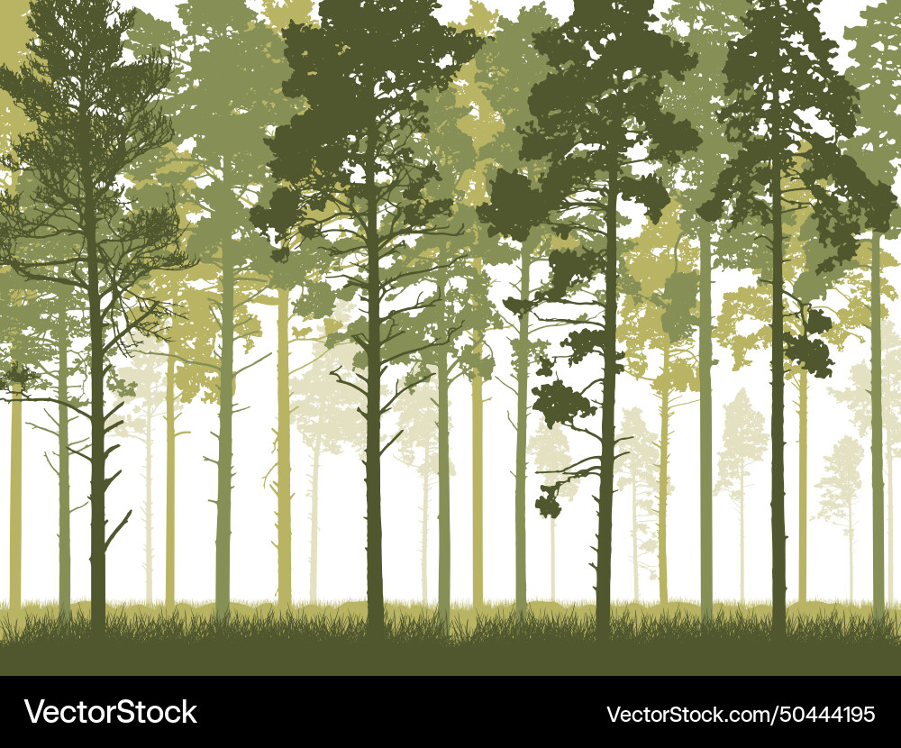 Coniferous forest with tall pine trunks and grass Vector Image