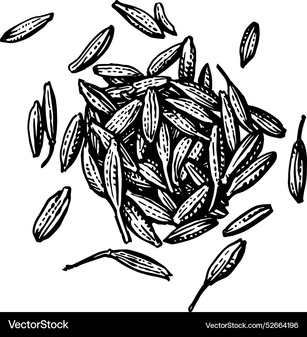 Cumin seeds ink sketch Royalty Free Vector Image