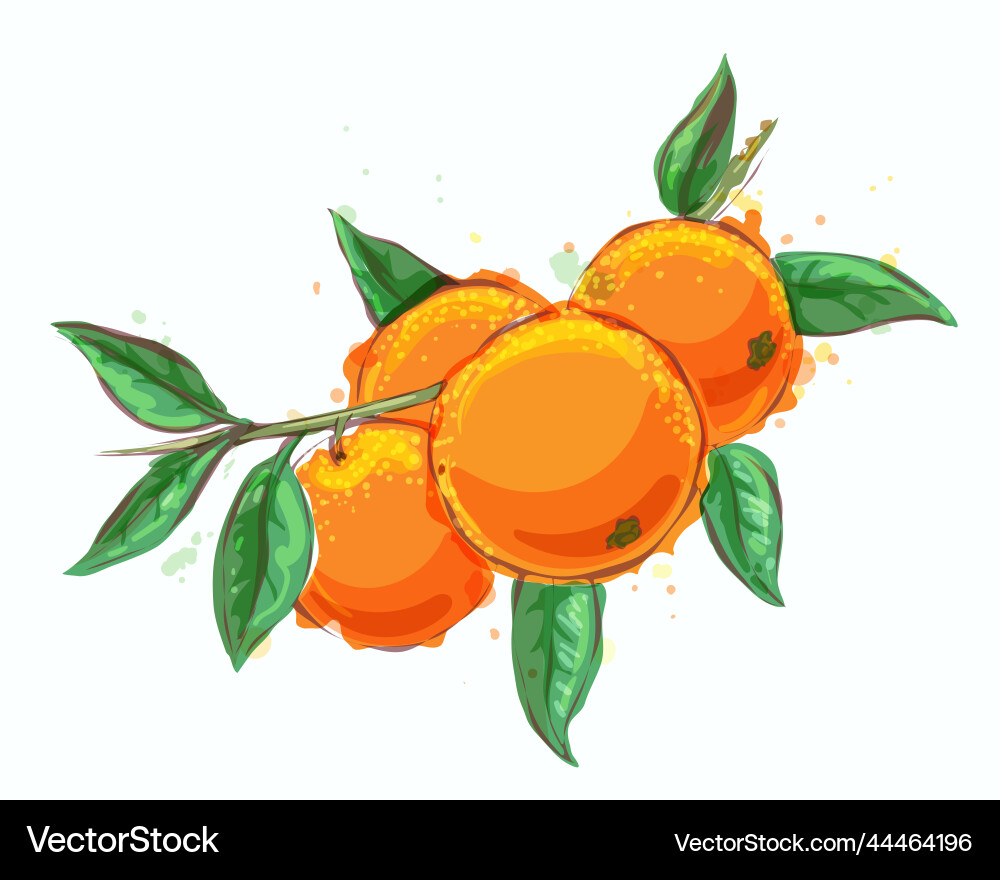 Watercolor orange branch Royalty Free Vector Image