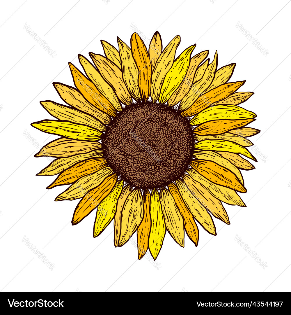 Sunflower in vintage style Royalty Free Vector Image