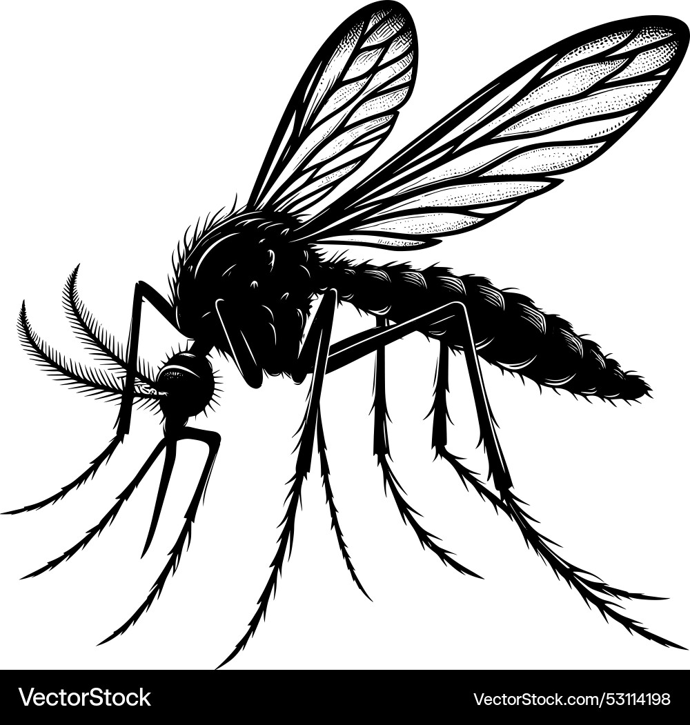 Mosquito silhouette isolated on white background Vector Image