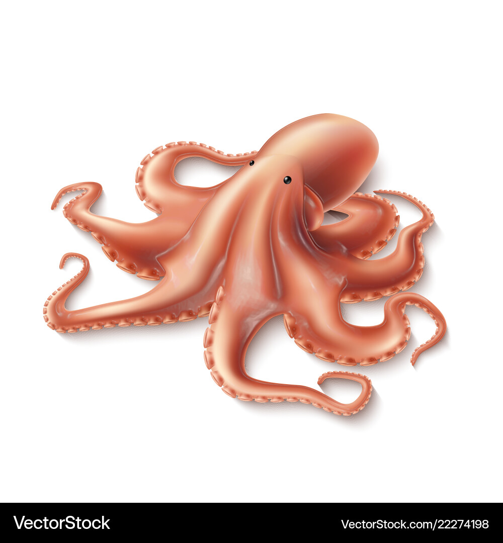 Realistic octopus marine squid 3d mollusk Vector Image