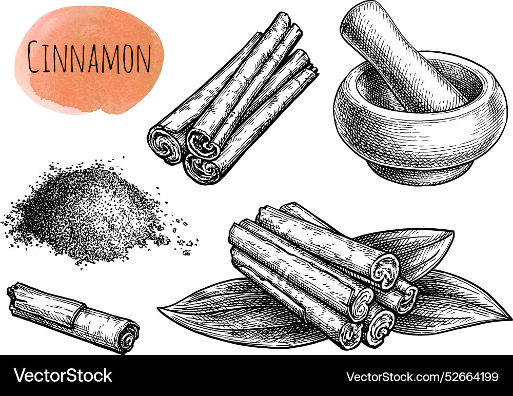 Cinnamon ink sketch set Royalty Free Vector Image
