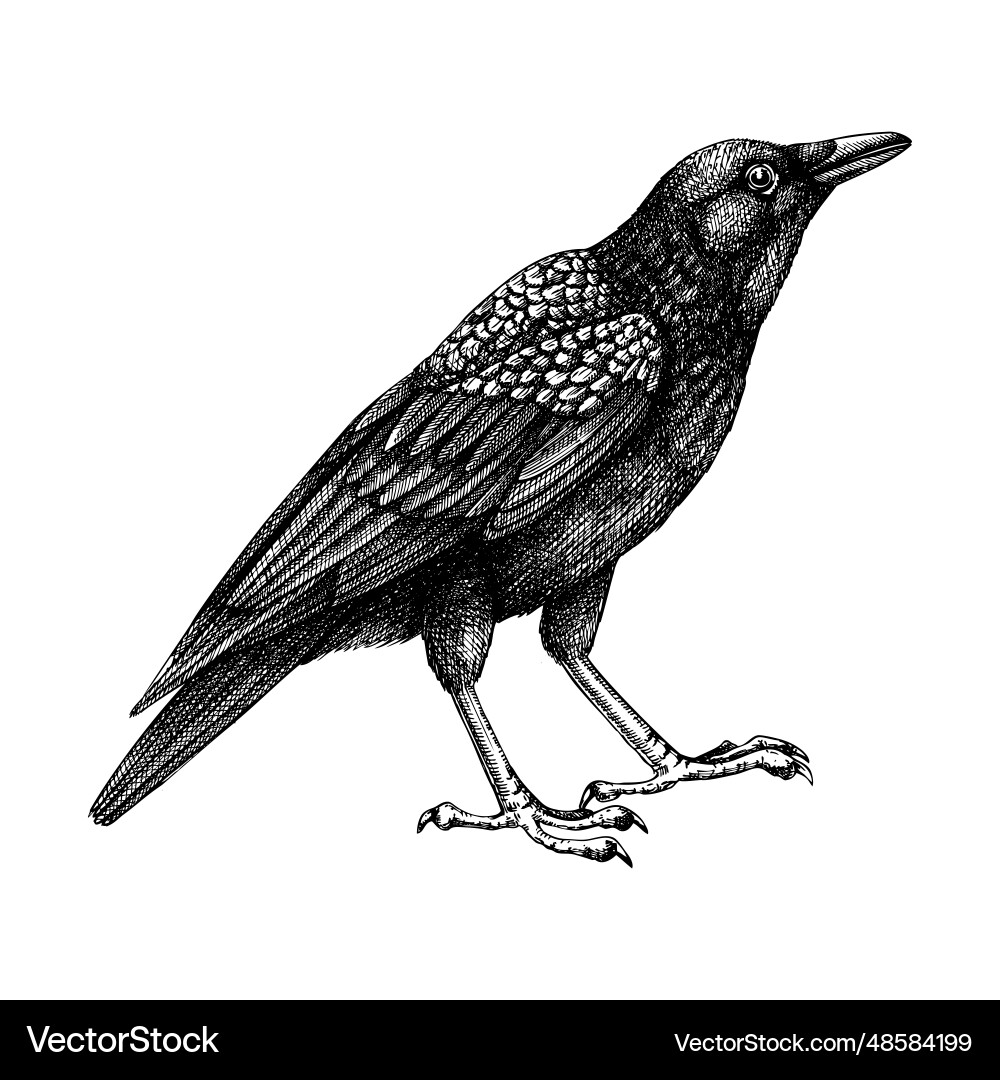 Crow sketch hand drawn in engraved Royalty Free Vector Image