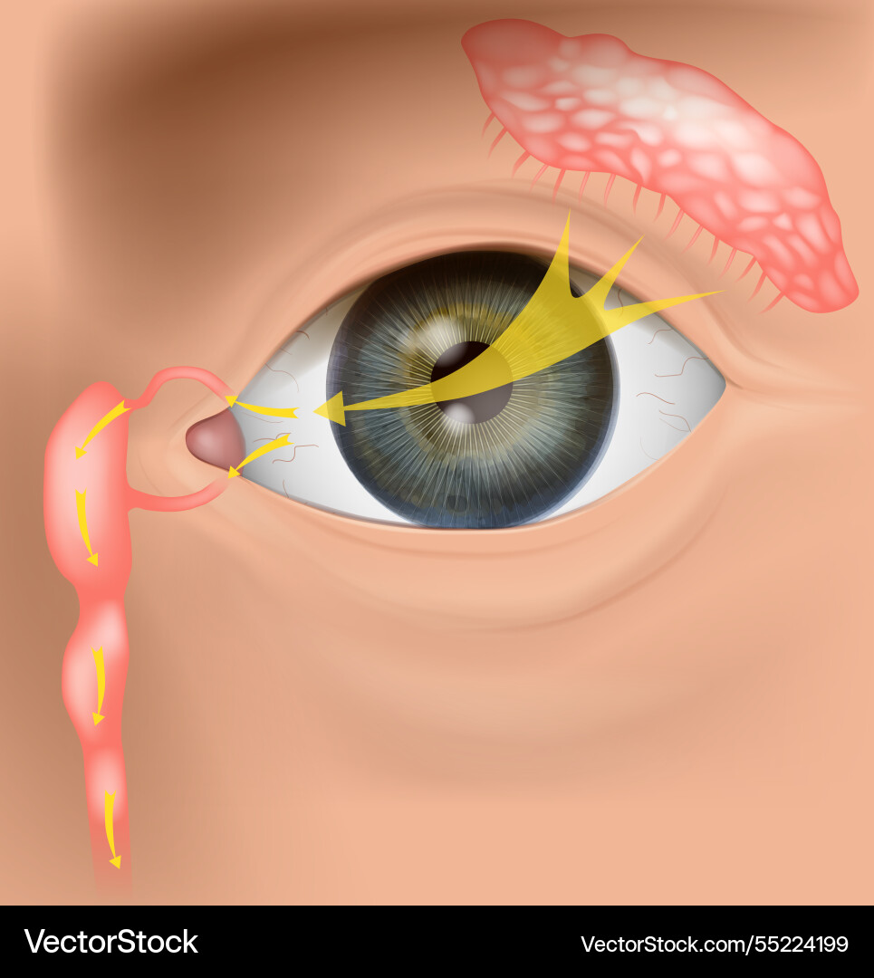 Human tear drainage system anatomy lacrimal Vector Image