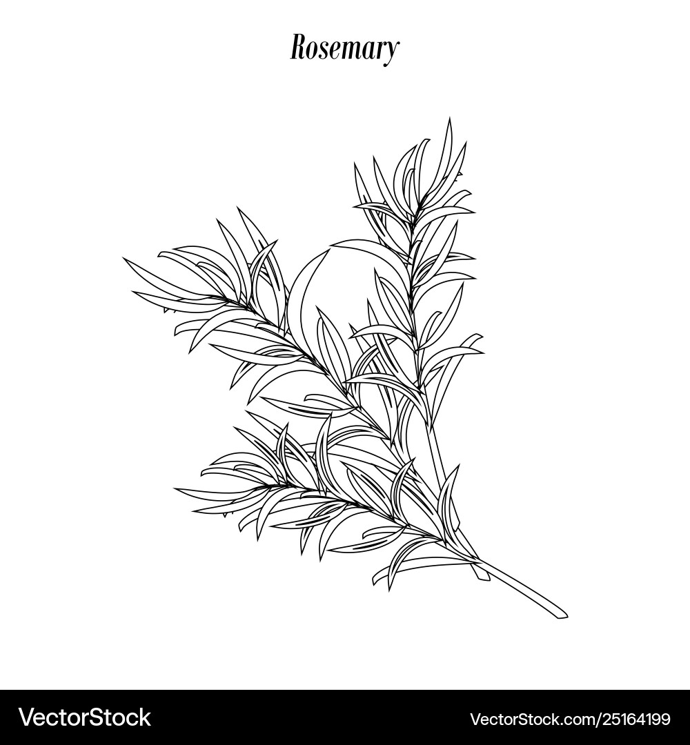 Rosemary outline Royalty Free Vector Image - VectorStock