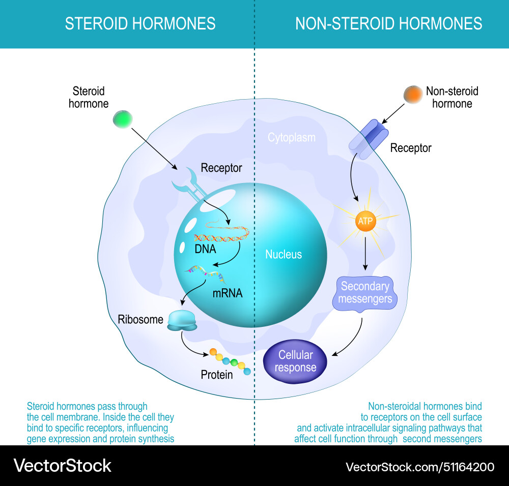 Non Steroid Hormones Tracking How Steroid Hormone Receptor Proteins