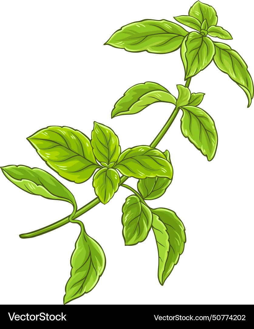 Green basil branch colored detailed Royalty Free Vector